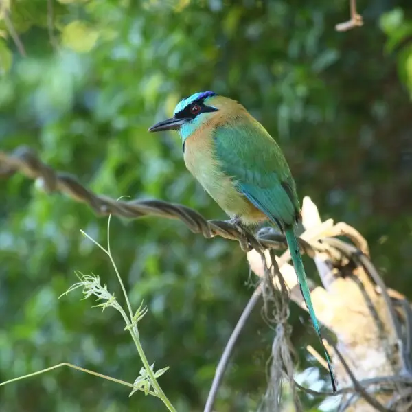 Lesson's motmot - Facts, Diet, Habitat & Pictures on Animalia.bio