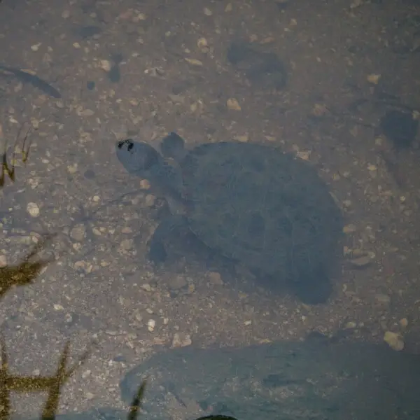 Saw-shelled turtle - Facts, Diet, Habitat & Pictures on Animalia.bio