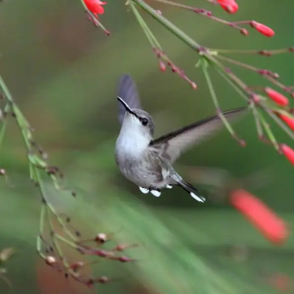 Red-billed streamertail - Facts, Diet, Habitat & Pictures on Animalia.bio