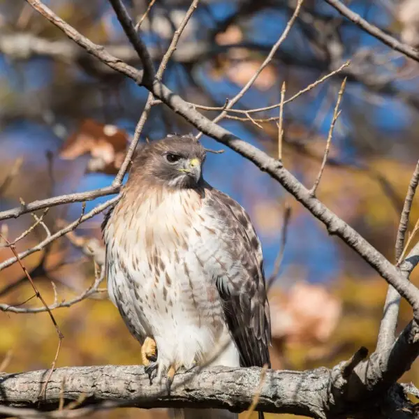 Eastern red-tailed hawk - Facts, Diet, Habitat & Pictures on Animalia.bio