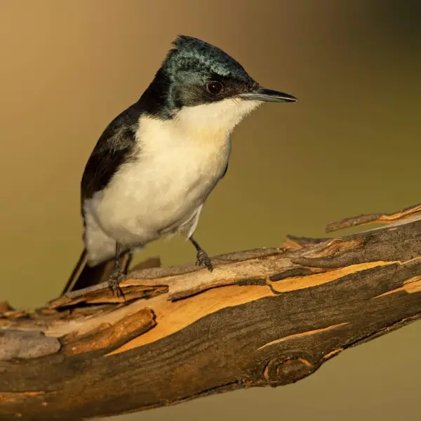 Restless flycatcher - Facts, Diet, Habitat & Pictures on Animalia.bio