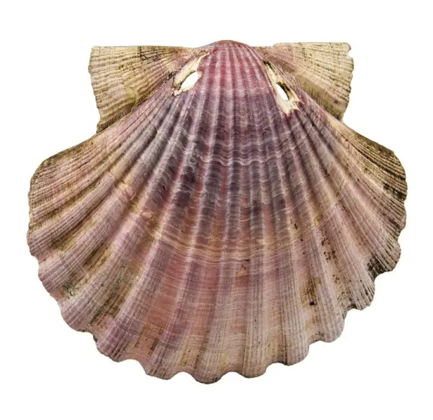 Pecten jacobaeus - факти, дієта, ареал і фотографії на Animalia.bio