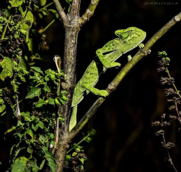 Indian chameleon - Facts, Diet, Habitat & Pictures on Animalia.bio