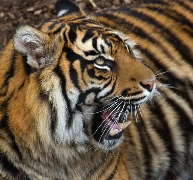Sumatran tiger - Facts, Diet, Habitat & Pictures on Animalia.bio