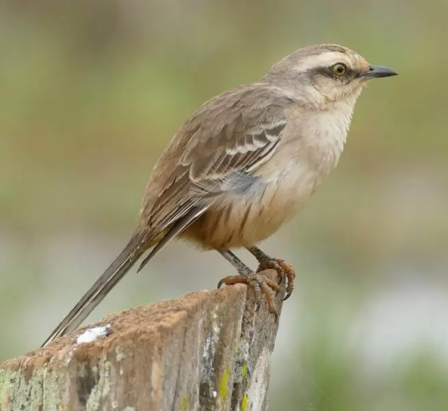 Chalk-browed mockingbird - Facts, Diet, Habitat & Pictures on Animalia.bio