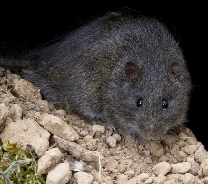 Australian swamp rat - Facts, Diet, Habitat & Pictures on Animalia.bio