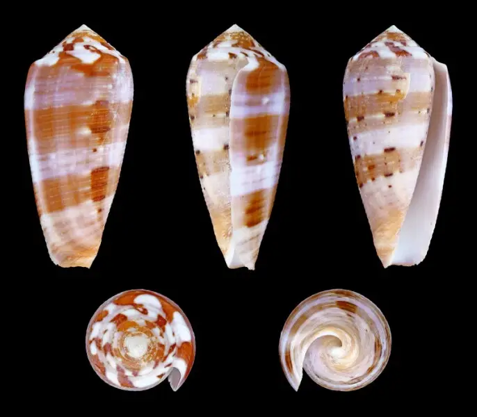 Conus circumcisus - факти, дієта, ареал і фотографії на Animalia.bio