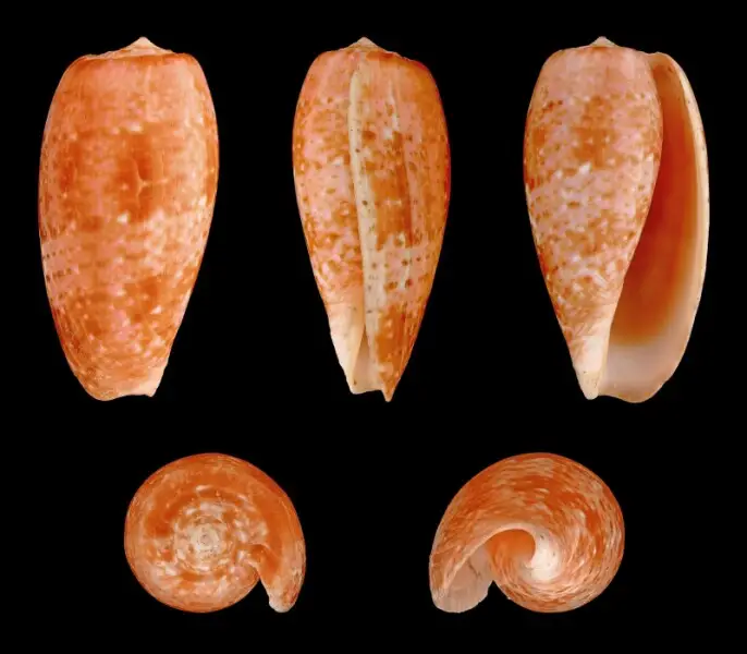 Conus bullatus - факти, дієта, ареал і фотографії на Animalia.bio