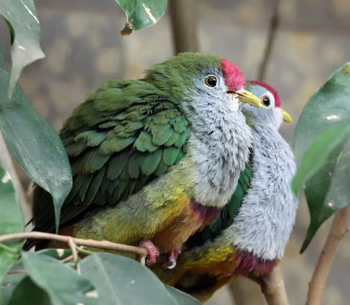 Beautiful fruit dove - Facts, Diet, Habitat & Pictures on Animalia.bio