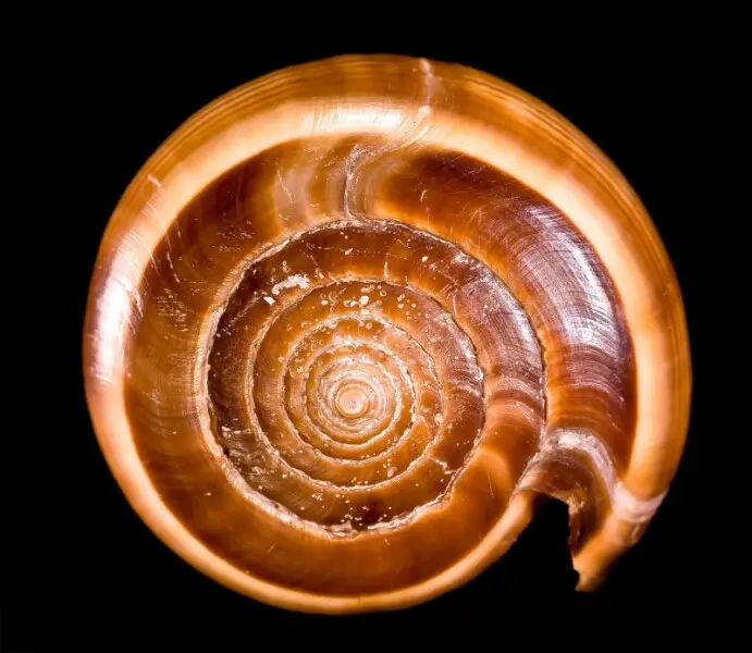 Conus figulinus - Facts, Diet, Habitat & Pictures on Animalia.bio