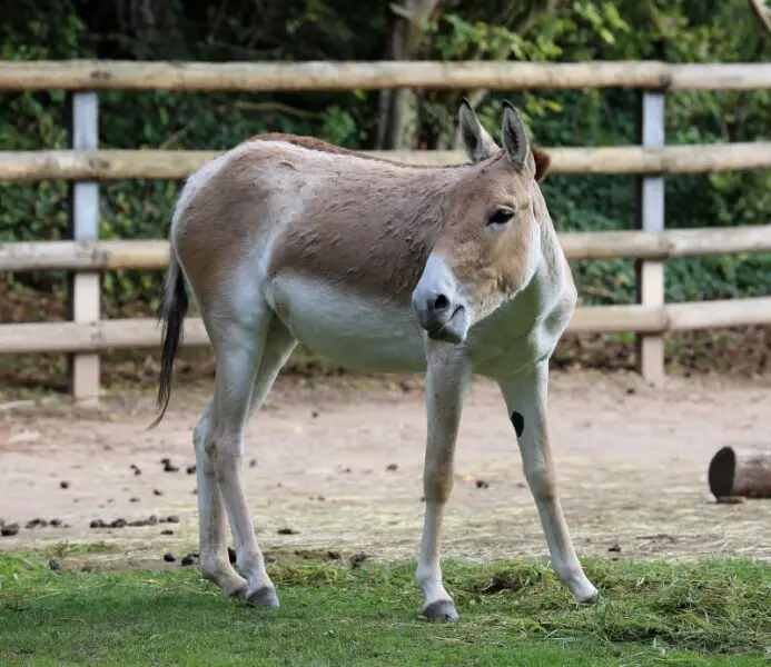 Turkmenian kulan - Facts, Diet, Habitat & Pictures on Animalia.bio