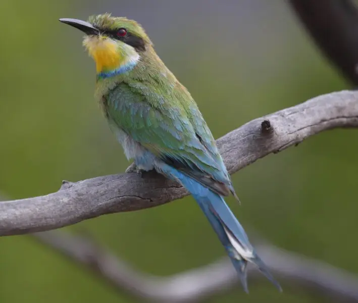 Swallow-tailed bee-eater - Facts, Diet, Habitat & Pictures on Animalia.bio