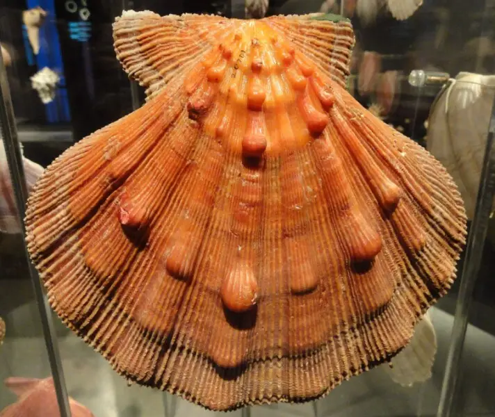 Nodipecten nodosus - Facts, Diet, Habitat & Pictures on Animalia.bio