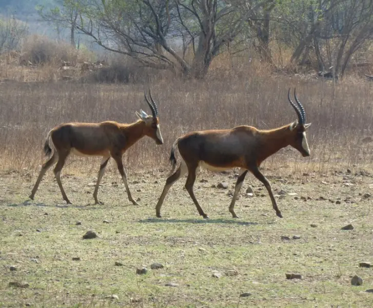 Blesbok - Facts, Diet, Habitat & Pictures on Animalia.bio