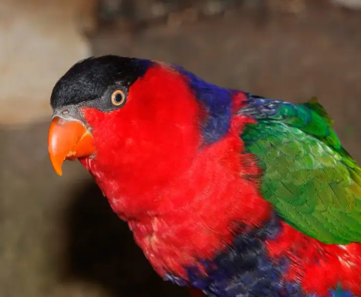 Lorius lory - факти, дієта, ареал і фотографії на Animalia.bio