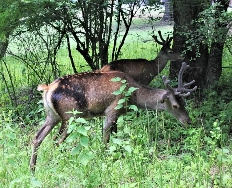 Caspian red deer - Facts, Diet, Habitat & Pictures on Animalia.bio