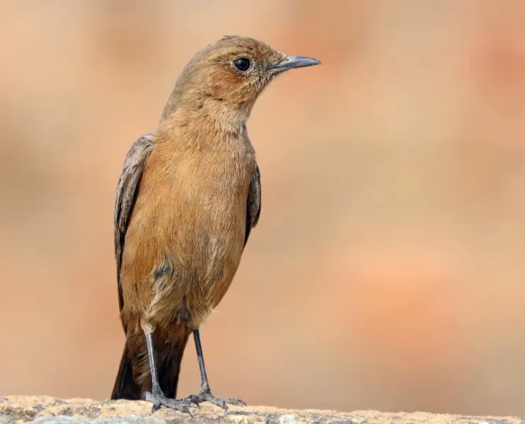 Brown rock chat - Facts, Diet, Habitat & Pictures on Animalia.bio