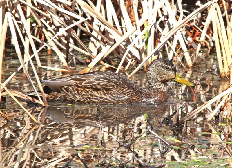 Mexican duck - Facts, Diet, Habitat & Pictures on Animalia.bio