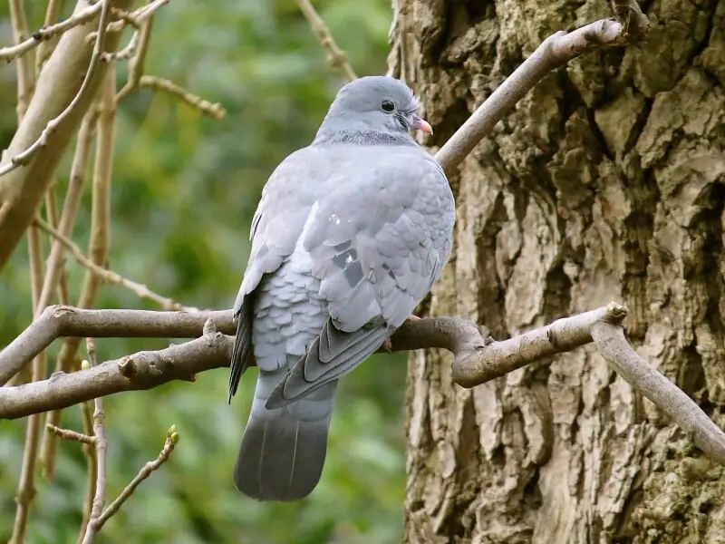 Stock dove - Facts, Diet, Habitat & Pictures on Animalia.bio