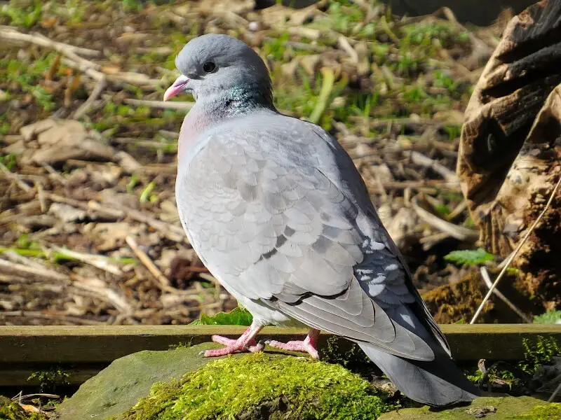 Stock dove - Facts, Diet, Habitat & Pictures on Animalia.bio