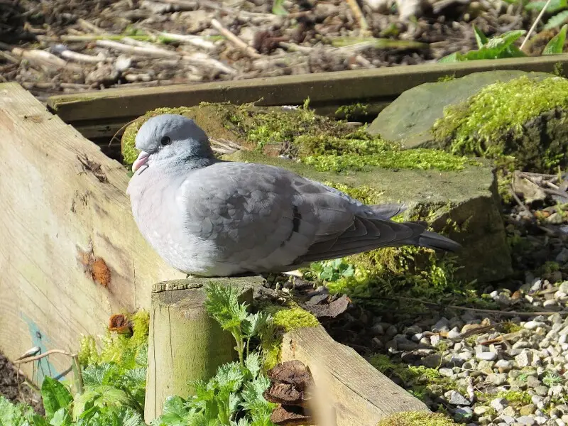 Stock dove - Facts, Diet, Habitat & Pictures on Animalia.bio