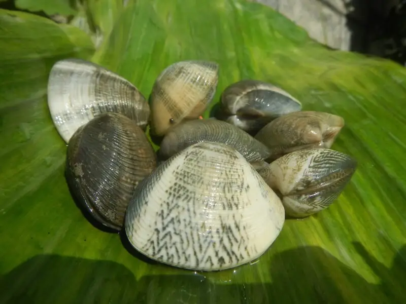 Venerupis philippinarum - Facts, Diet, Habitat & Pictures on Animalia.bio