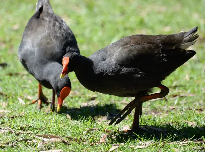 Dusky moorhen - Facts, Diet, Habitat & Pictures on Animalia.bio