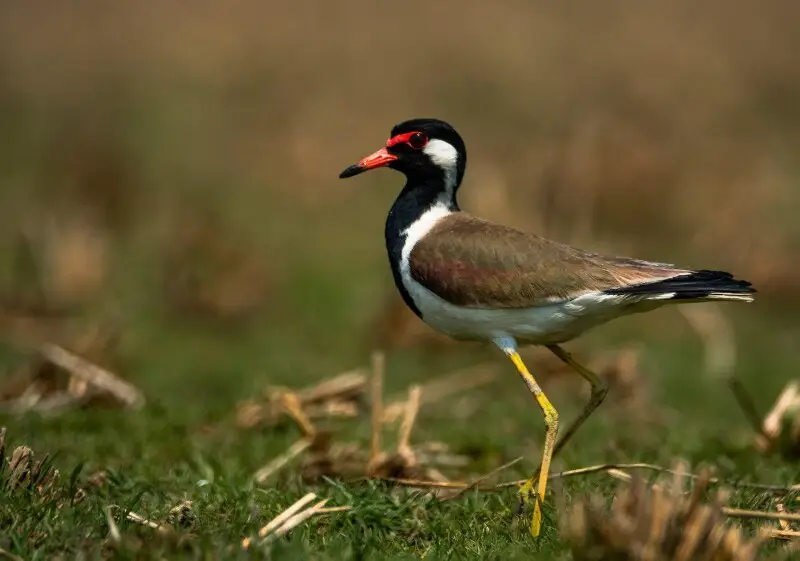 Red-wattled lapwing - Facts, Diet, Habitat & Pictures on Animalia.bio