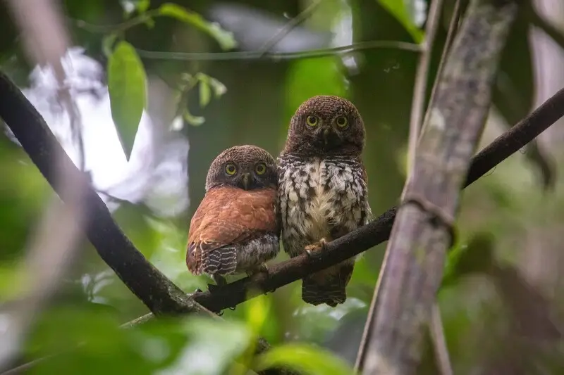 Glaucidium castanotum - Fatti, dieta, habitat e immagini su Animalia.bio