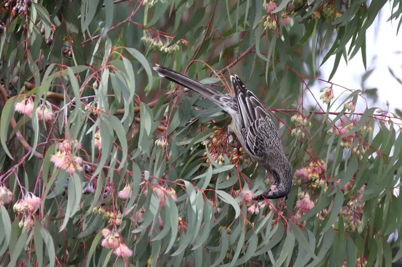 Red wattlebird - Facts, Diet, Habitat & Pictures on Animalia.bio