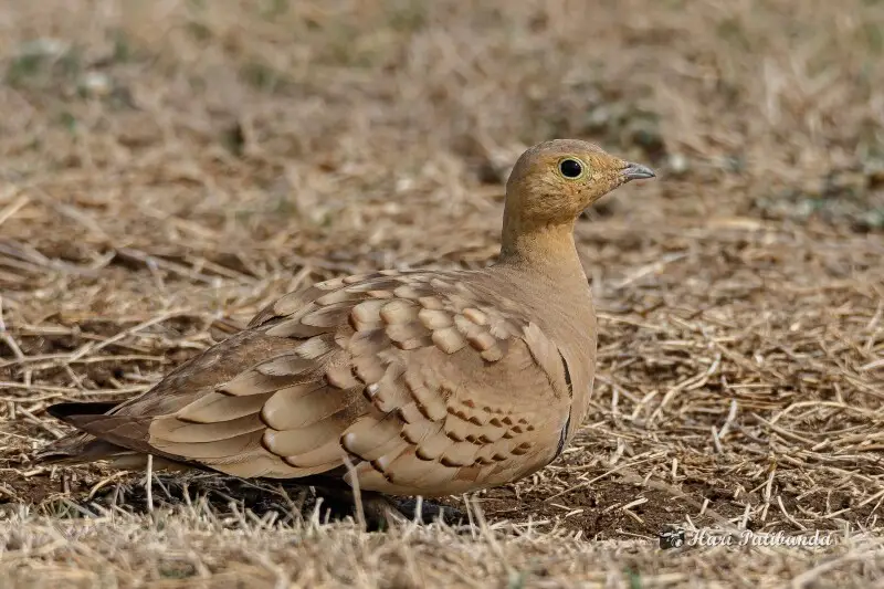 Chestnut-bellied sandgrouse - Facts, Diet, Habitat & Pictures on ...