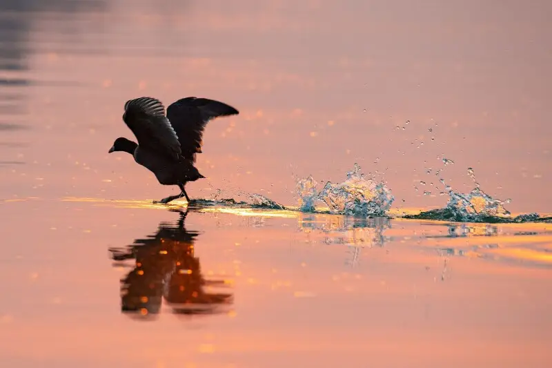 Eurasian coot - Facts, Diet, Habitat & Pictures on Animalia.bio