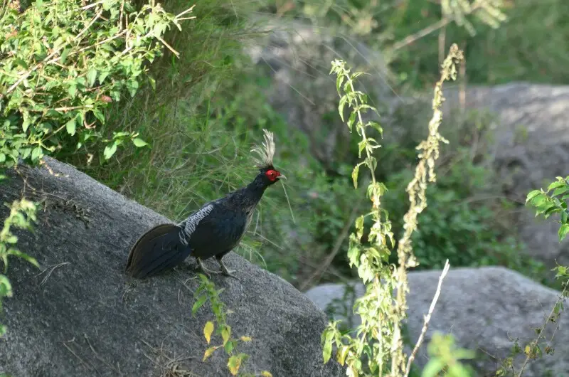 Kalij pheasant - Facts, Diet, Habitat & Pictures on Animalia.bio
