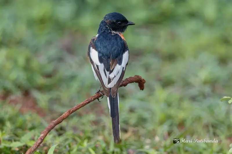 White-bellied minivet - Facts, Diet, Habitat & Pictures on Animalia.bio