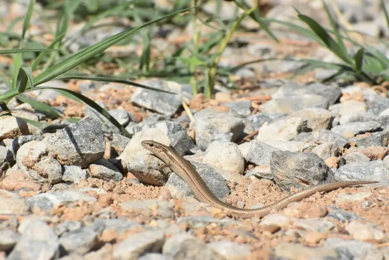 Desert lidless skink - Facts, Diet, Habitat & Pictures on Animalia.bio