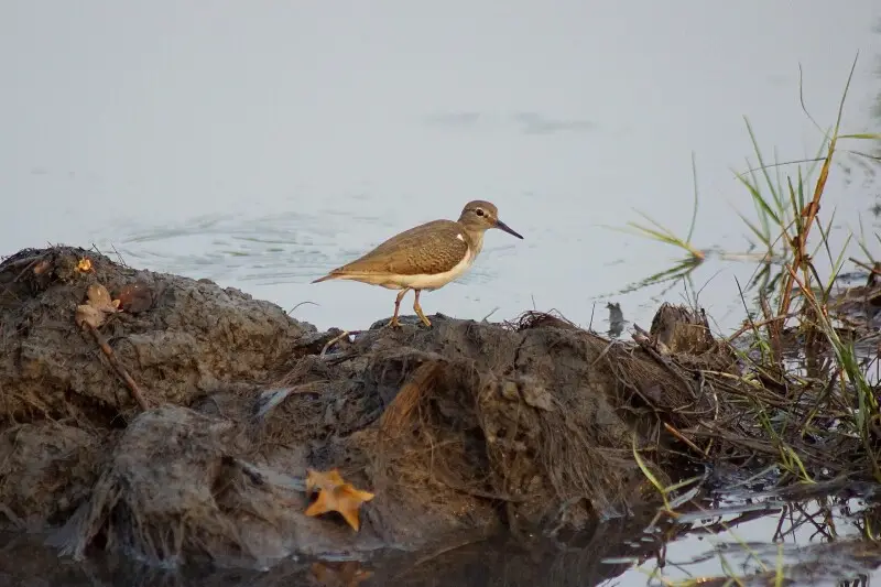 Common sandpiper - Facts, Diet, Habitat & Pictures on Animalia.bio