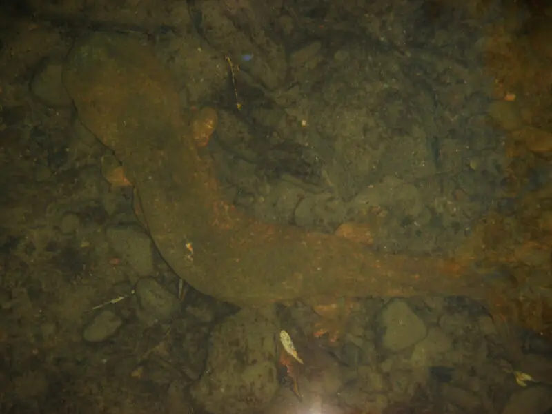 Hellbender - Facts, Diet, Habitat & Pictures on Animalia.bio