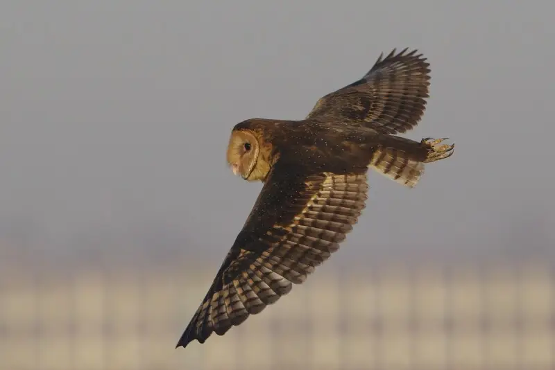 Сипуха африканська - Facts, Diet, Habitat & Pictures on Animalia.bio