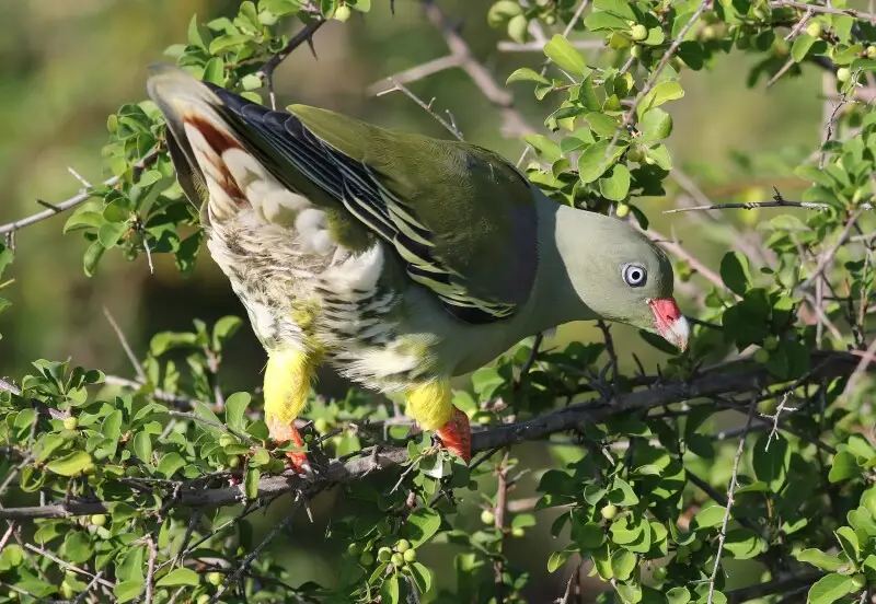 African green pigeon - Facts, Diet, Habitat & Pictures on Animalia.bio