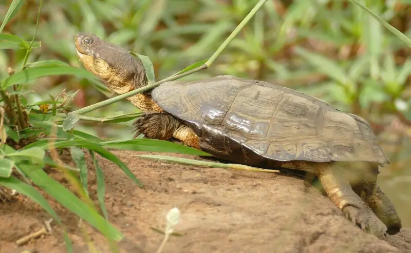 African helmeted turtle - Facts, Diet, Habitat & Pictures on Animalia.bio