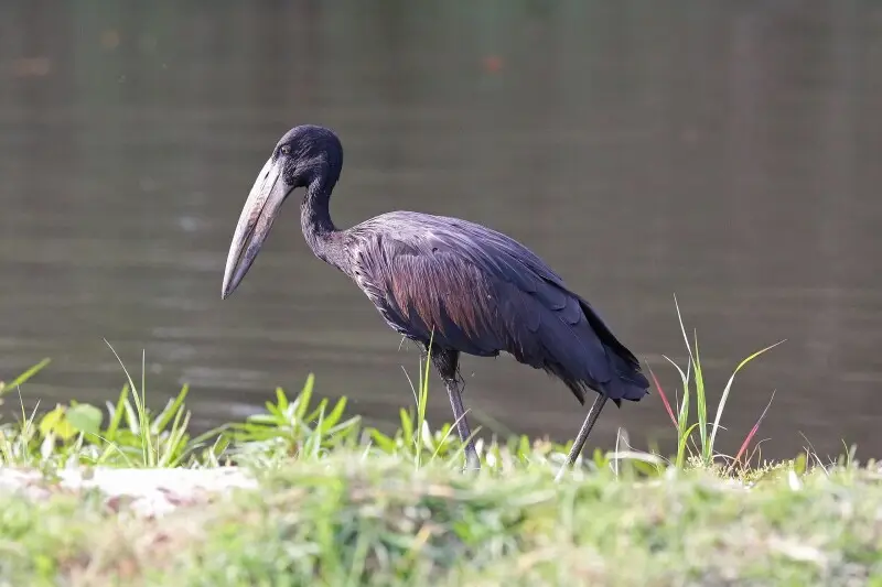 African openbill - Facts, Diet, Habitat & Pictures on Animalia.bio