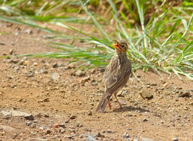 African pipit - Facts, Diet, Habitat & Pictures on Animalia.bio