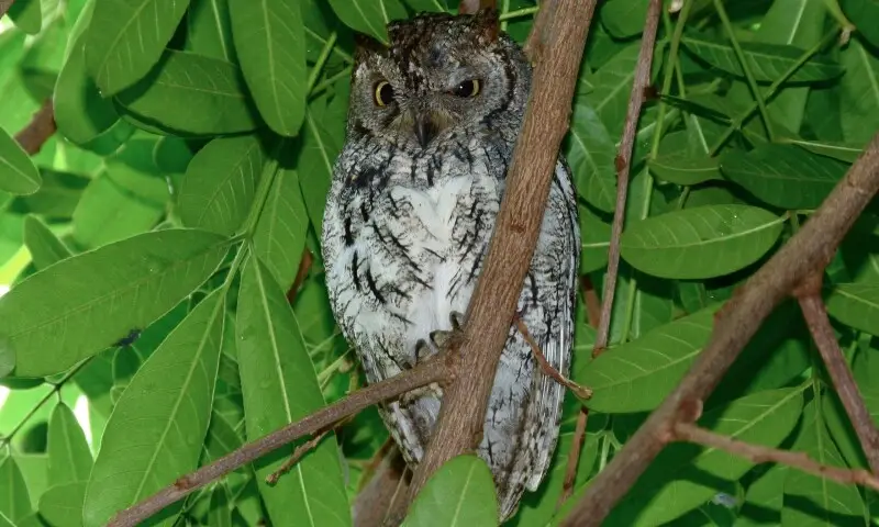 African scops owl - Facts, Diet, Habitat & Pictures on Animalia.bio