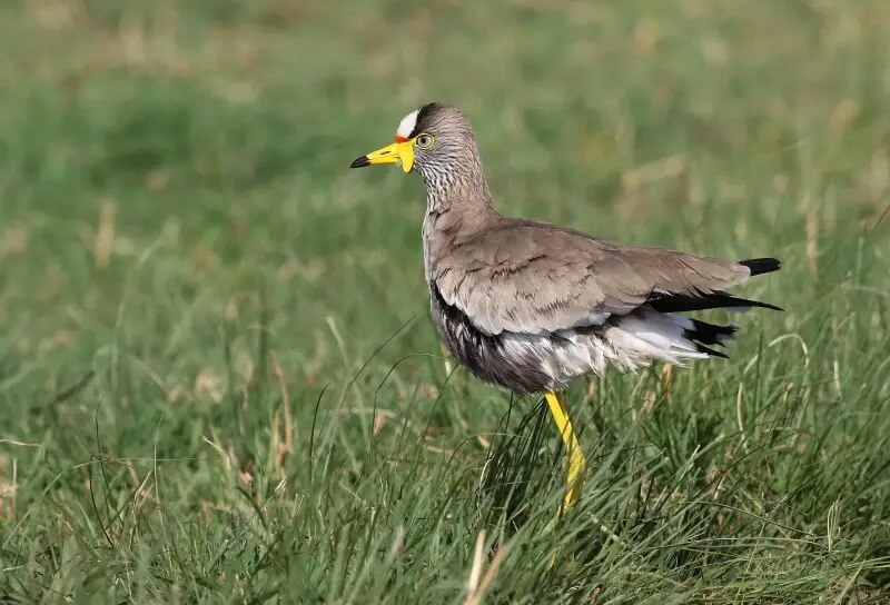 African wattled lapwing - Facts, Diet, Habitat & Pictures on Animalia.bio