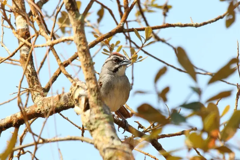 Rusty sparrow - Facts, Diet, Habitat & Pictures on Animalia.bio