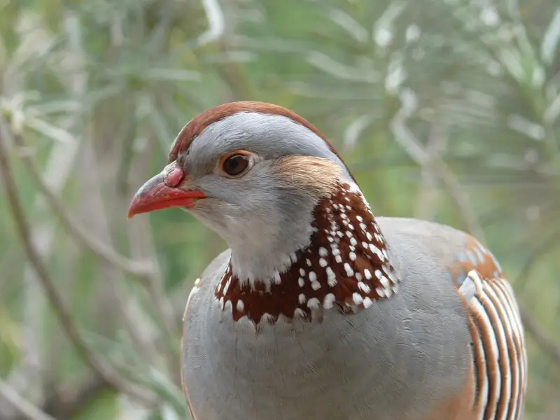 Barbary partridge - Facts, Diet, Habitat & Pictures on Animalia.bio