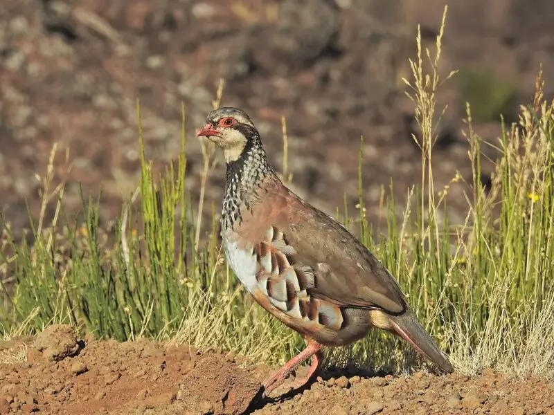 Red-legged partridge - Facts, Diet, Habitat & Pictures on Animalia.bio