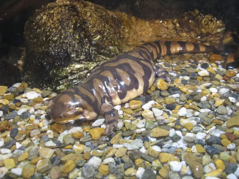 Barred tiger salamander - Facts, Diet, Habitat & Pictures on Animalia.bio