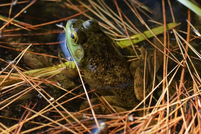 American bullfrog - Facts, Diet, Habitat & Pictures on Animalia.bio