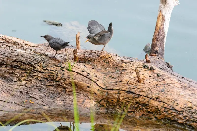 American dipper - Facts, Diet, Habitat & Pictures on Animalia.bio